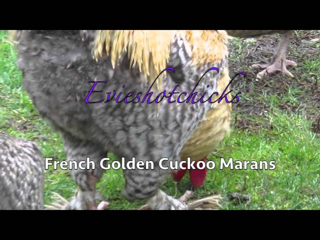Golden Cuckoo Marans