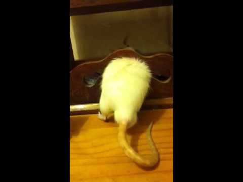 Rat gets stuck in hole - YouTube