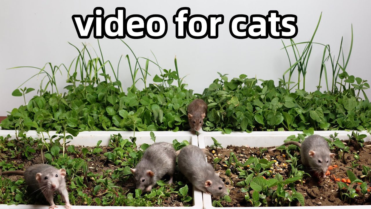 Cat TV🐭rat for cat🐭rat running video for cats - YouTube