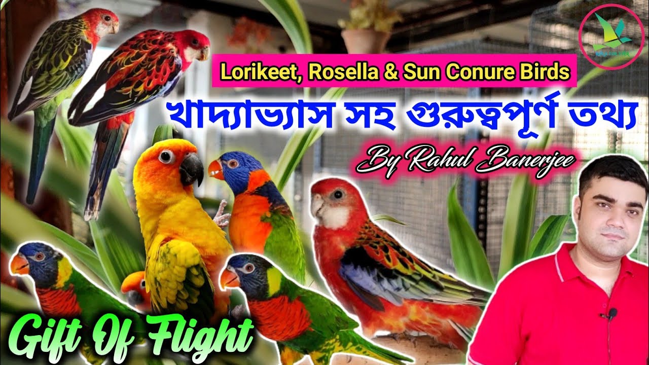 Lorikeet/Rosella/Sun Conure Birds Foods Variation, Supplements With ...