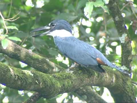 hermoso florencia caqueta colombia - YouTube