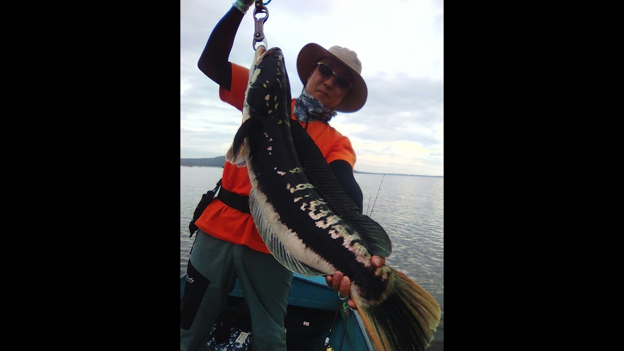 Japanese Fishermen Wild Snakehead fishing Thailand -BKKGUY - YouTube
