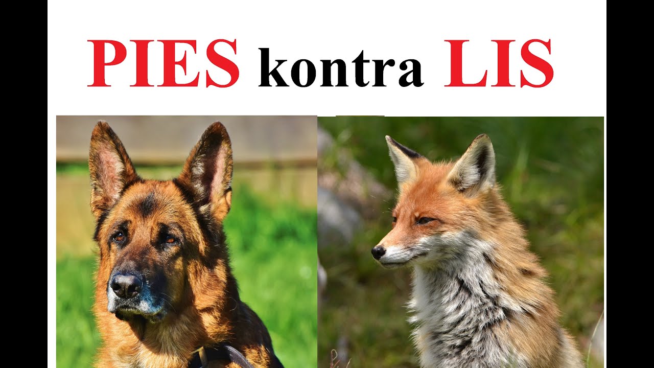 PIES kontra LIS - YouTube