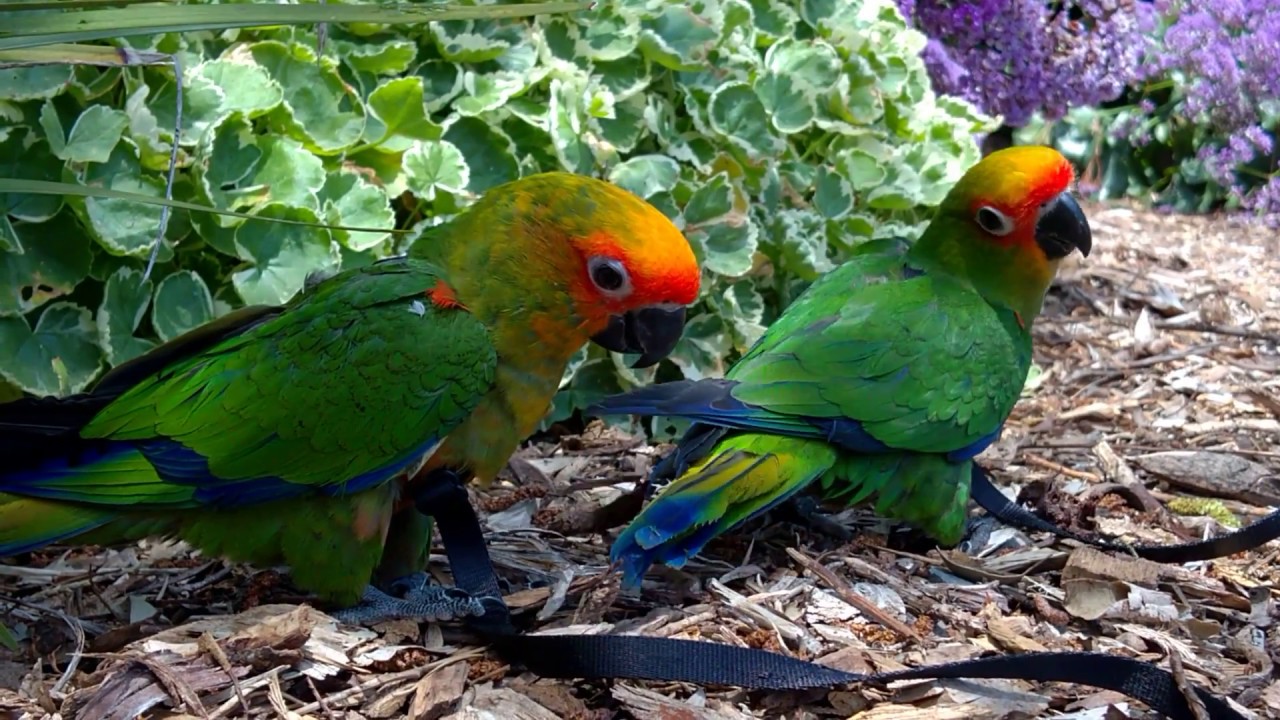 Golden capped conures - YouTube