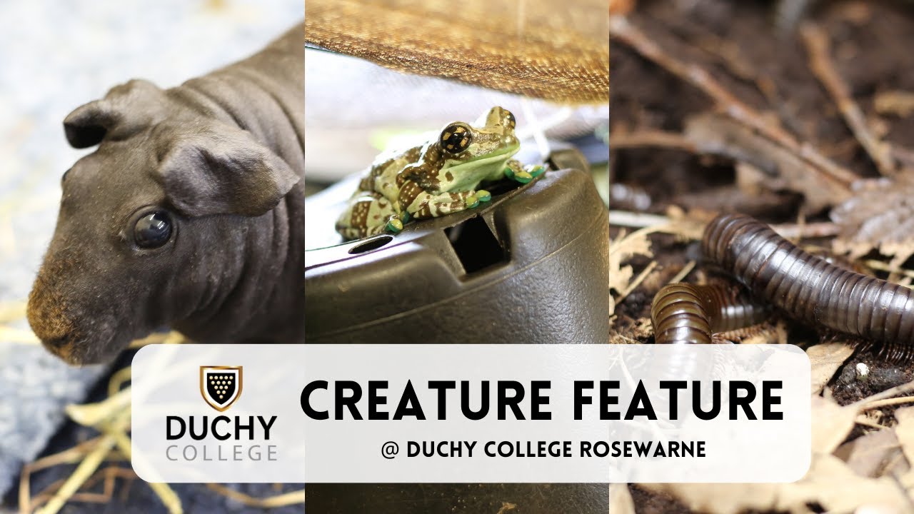 Creature Feature @ Duchy College Rosewarne - YouTube