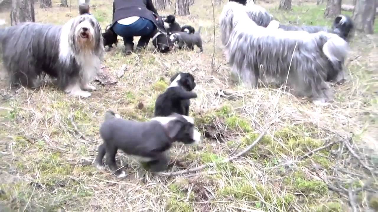 Bearded Collies "Shepherd Calls 'Down'" - YouTube