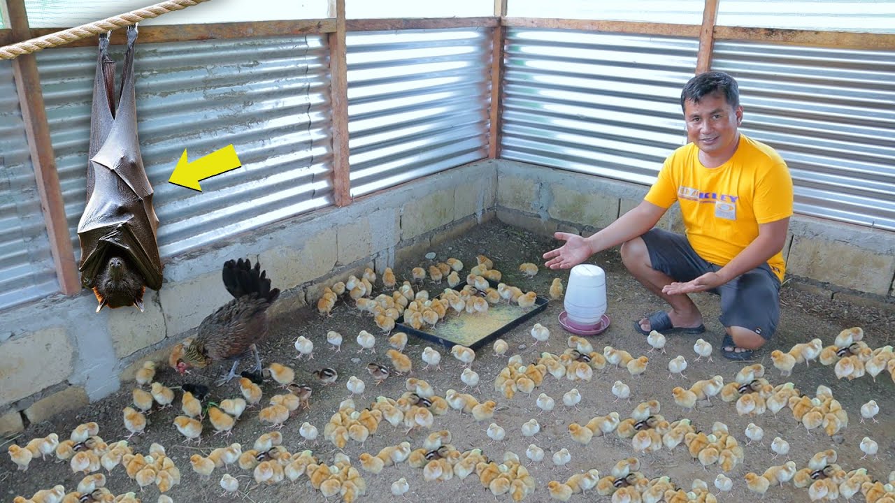 300 heads of day old chicks as our future breeders & Barn extension in ...