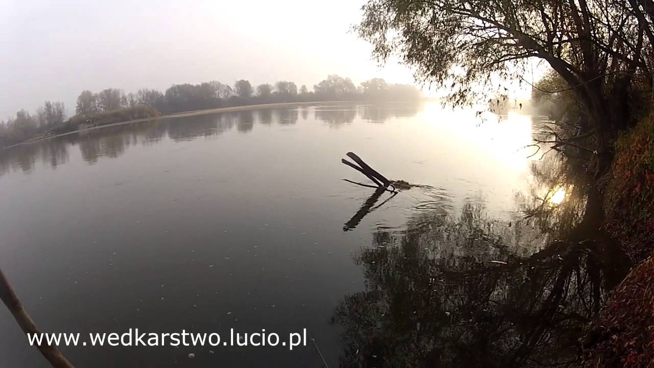 Beautiful San river in Poland wild section spinning fishing - YouTube