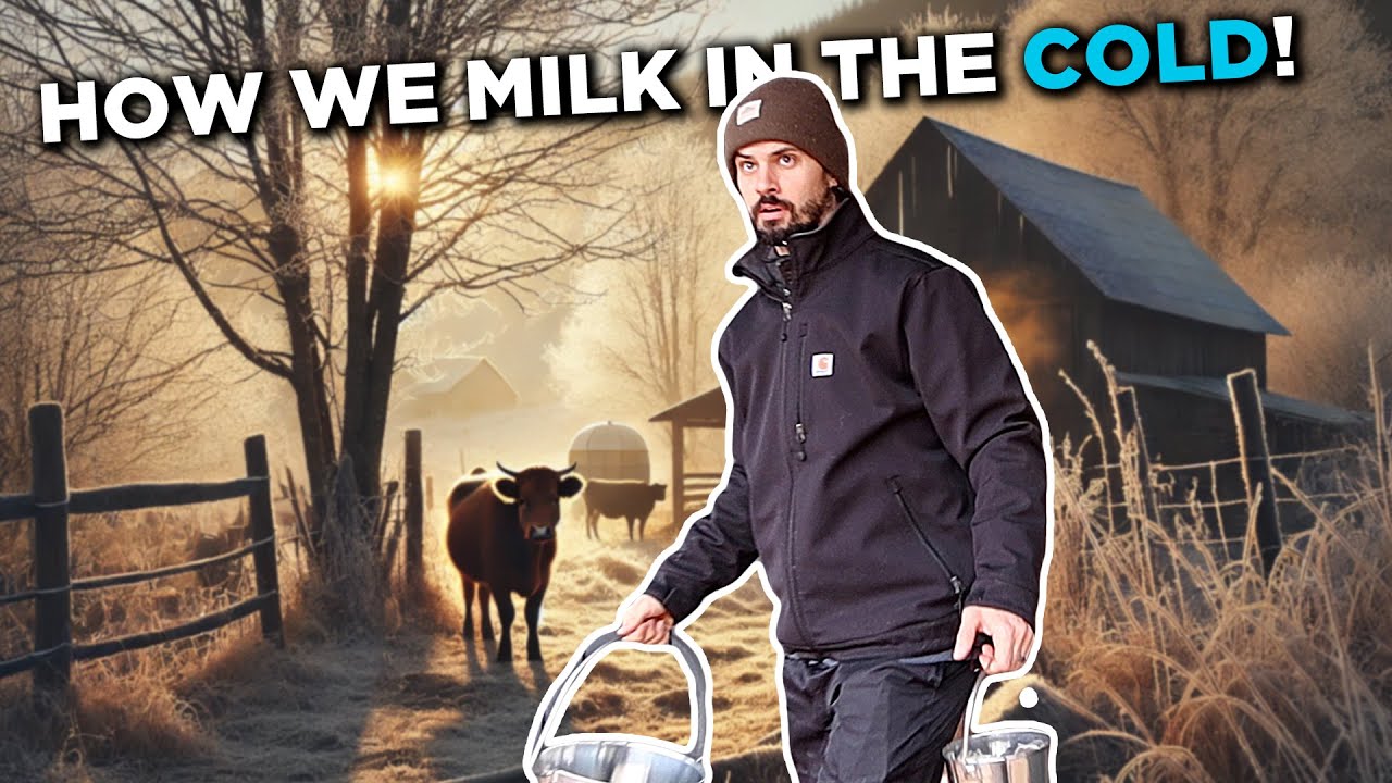 The SURPRISING Truth About MILKING Cows in Extreme Cold - YouTube