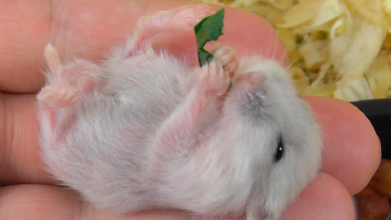 Filhotes de Hamster Anão Russo 17º dia - YouTube