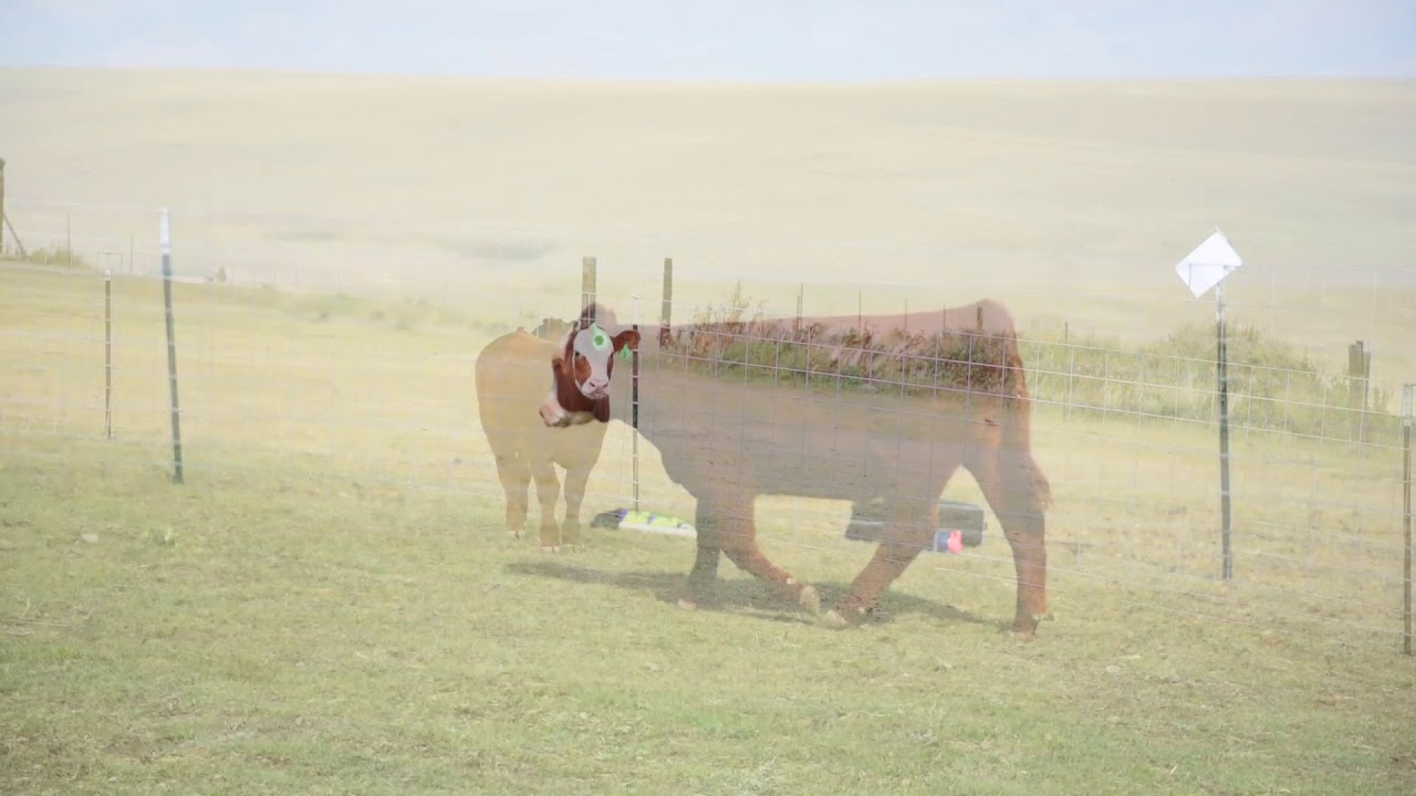 Hockaday Cattle - Tag 3 - YouTube
