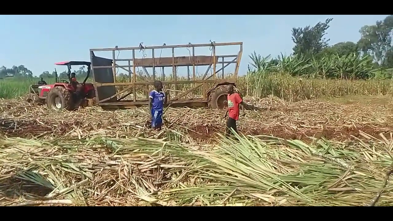 Taking sugarcane to the factory (sony sugar factory) - YouTube