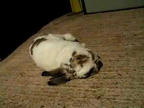 Barney Rabbit doing the Bunny Flop - YouTube