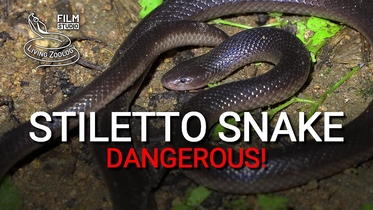 Stiletto snake (burrowing asp) - dangerous venomous snake with long ...