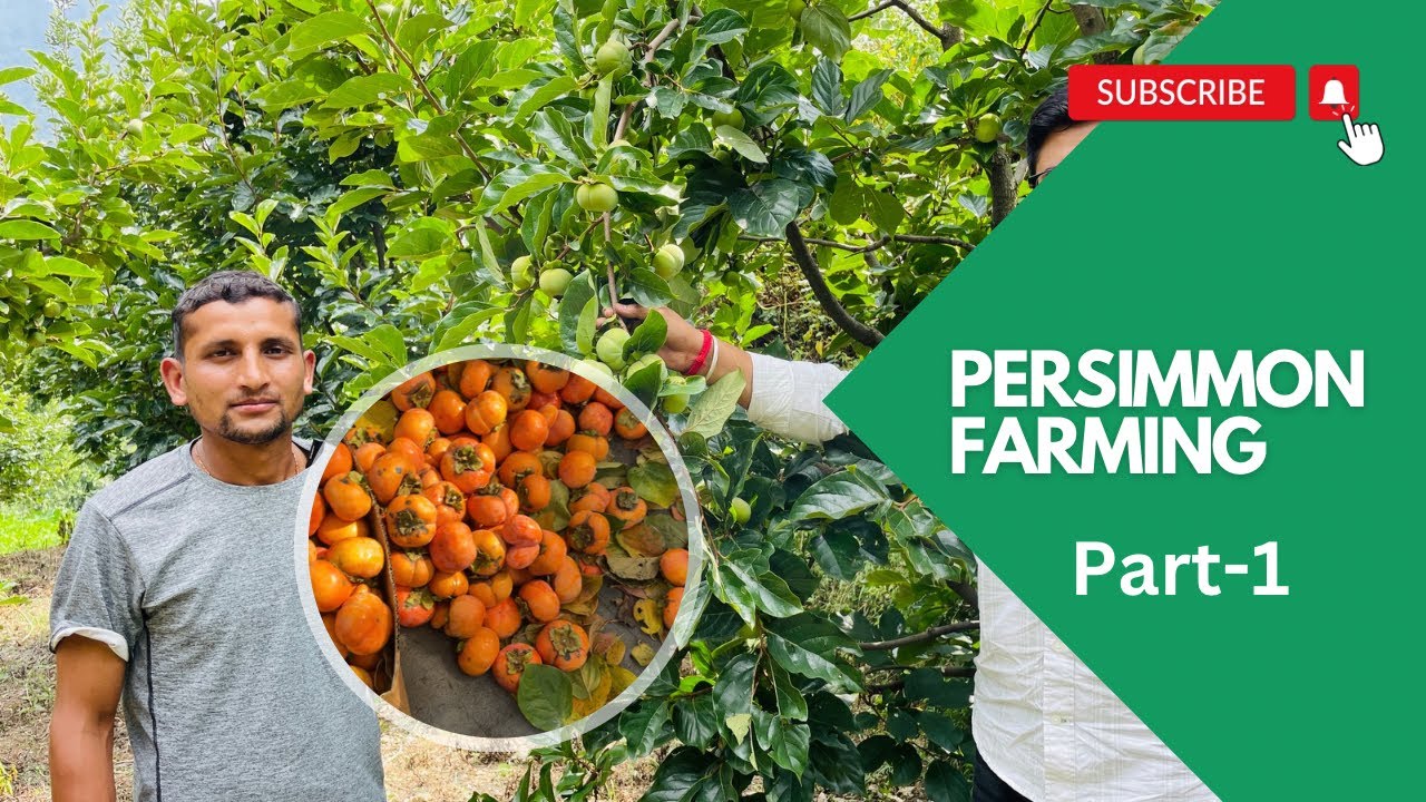 How to Grow Persimmons - Tips from a Persimmon Farmer - YouTube