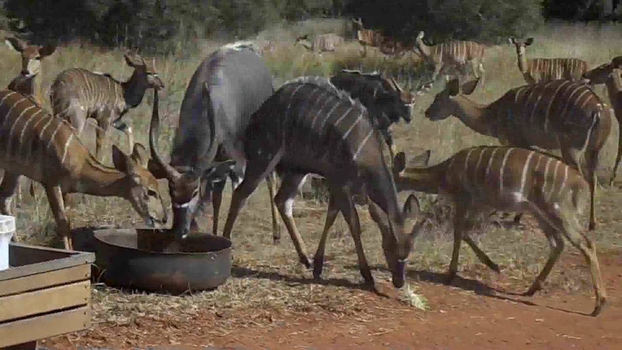 FEEDGROW Wild - YouTube