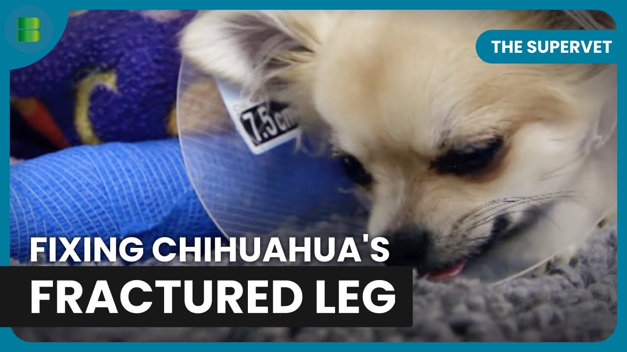 Rebuilding a Chihuahua's Leg | The Supervet | Documentary - YouTube