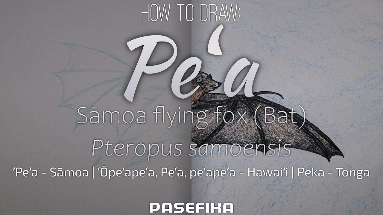 How to draw a Flying Fox Fruit Bat ( Peʻa ) freehand with color pencils ...