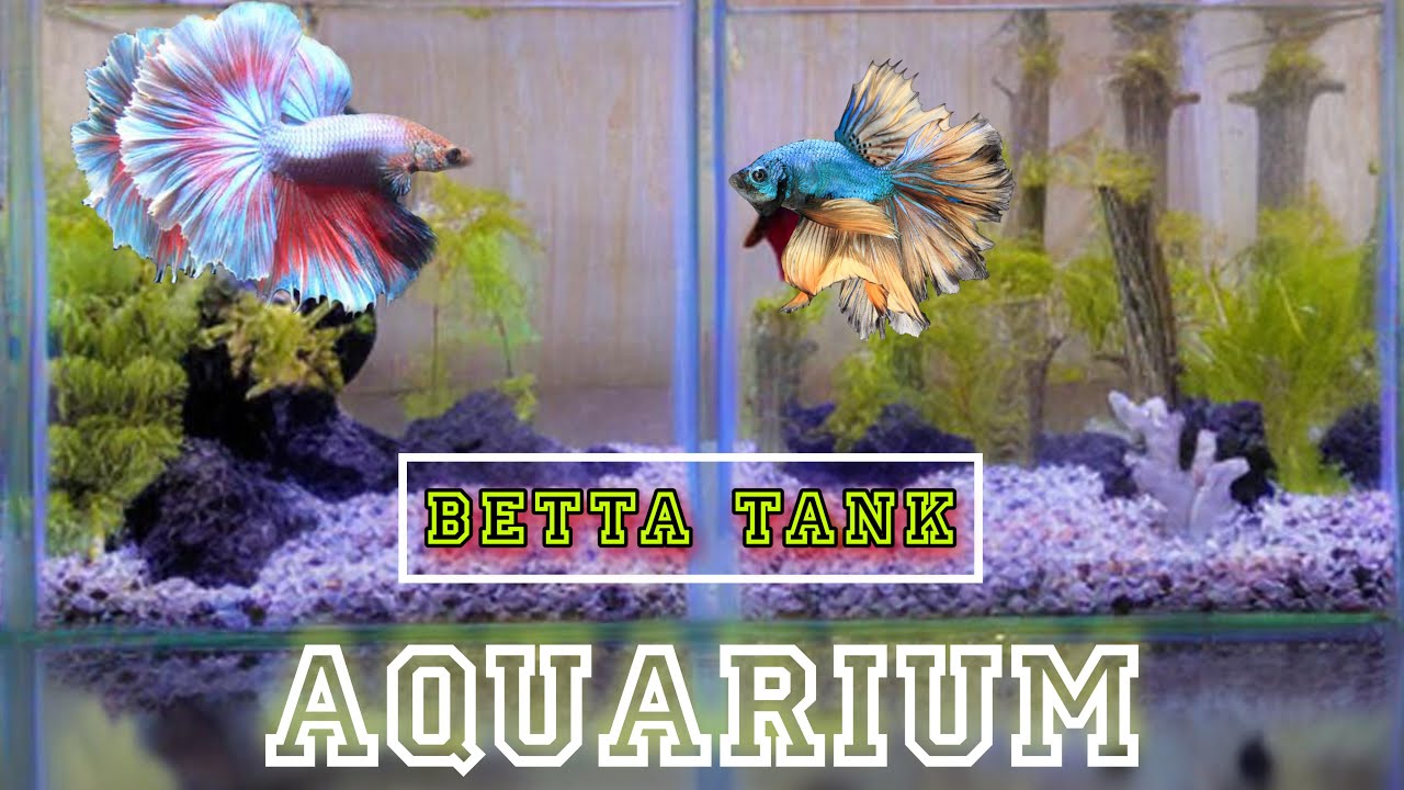Aquarium build ideas - Make a dual betta tank | Aquascaping | Aquascape ...
