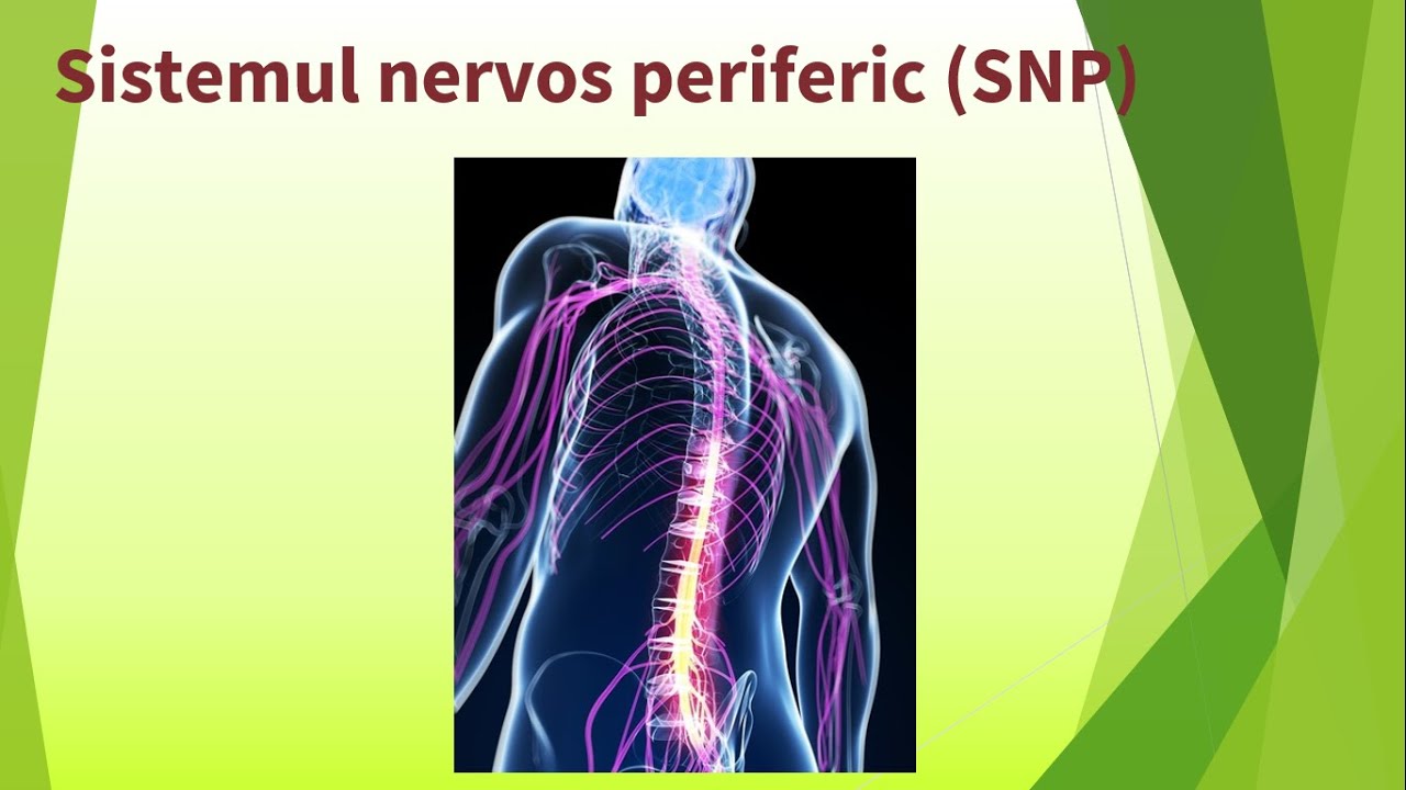 Sistemul nervos periferic (SNP). - YouTube