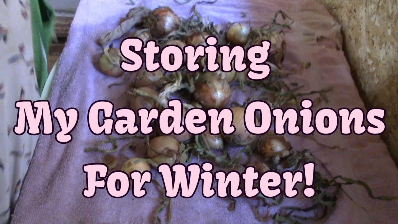 Storing My Garden Onions For Winter - YouTube
