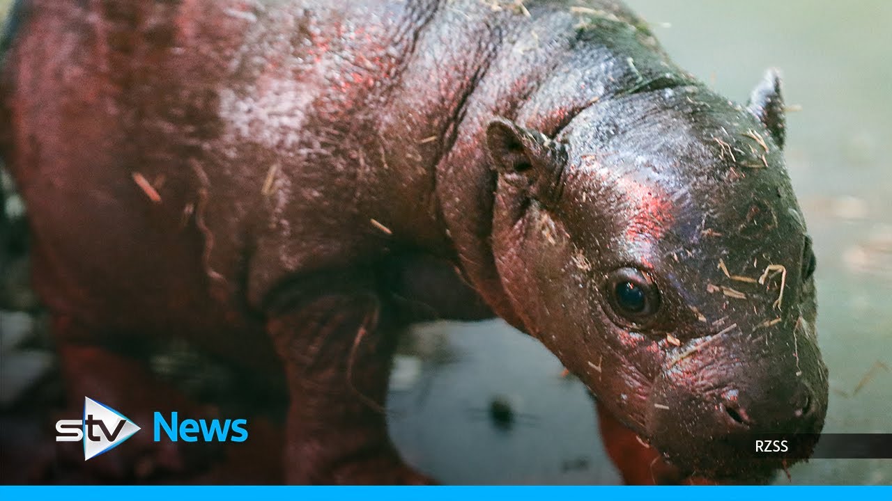 Edinburgh Zoo welcomes endangered pygmy hippo calf - YouTube