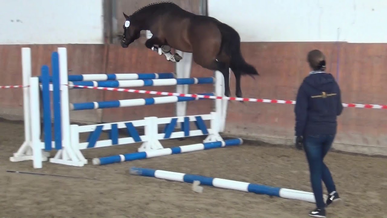 Casiro x Con Capitol holstein stallion * 2015 sold - YouTube