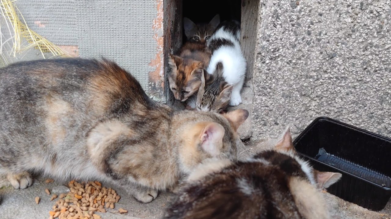 Mother Cat Hides in the Basement to Protect Her Kittens | Love Street ...