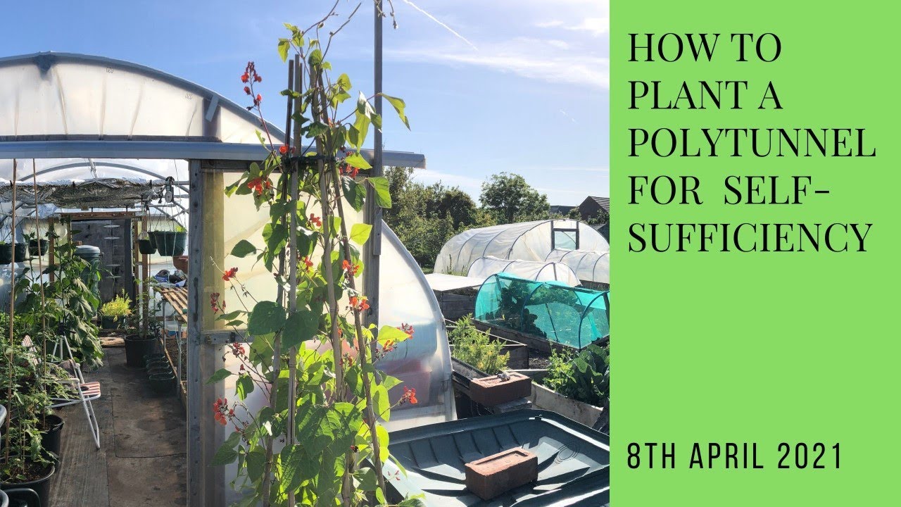 How to plant a polytunnel for max productivity and self-sufficiency ...