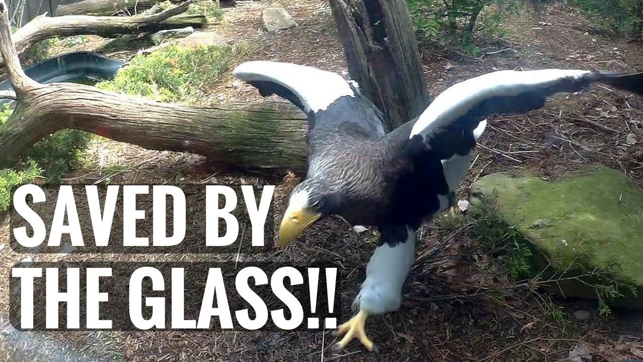 BIRD WANTED TO ATTACK US!! - Pittsburgh Aviary - YouTube