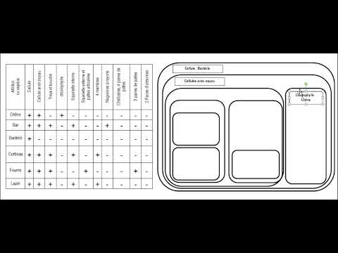 Construire une classification emboitée et un arbre phylogénétique - YouTube