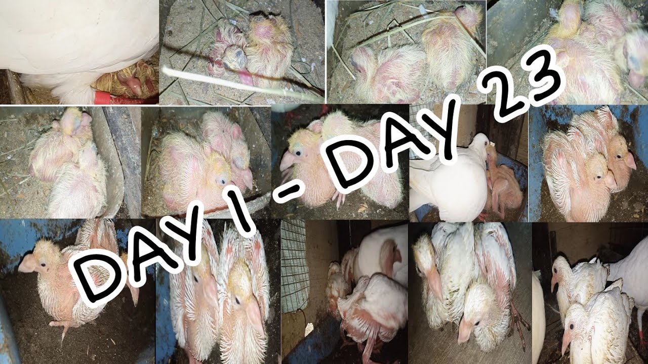 DAY TO DAY Inakay na kalapati Growth 23 Days Progress || INAKAY NA ...