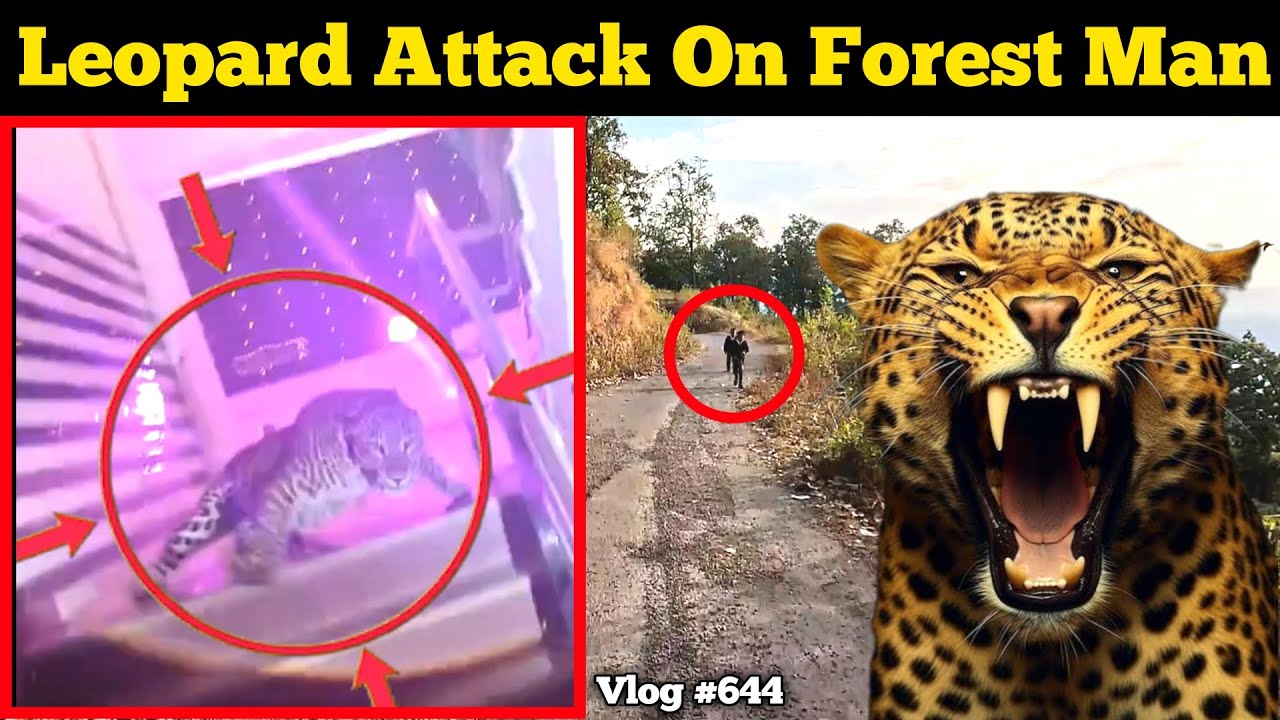 Tiger Territory | Leopard Attack On Forest Man | Tiger Vs Leopard | Jim ...