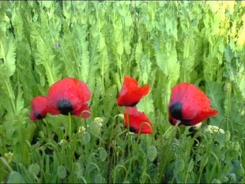 PİYANİST TOLGA-Bu Adam Benim Babam