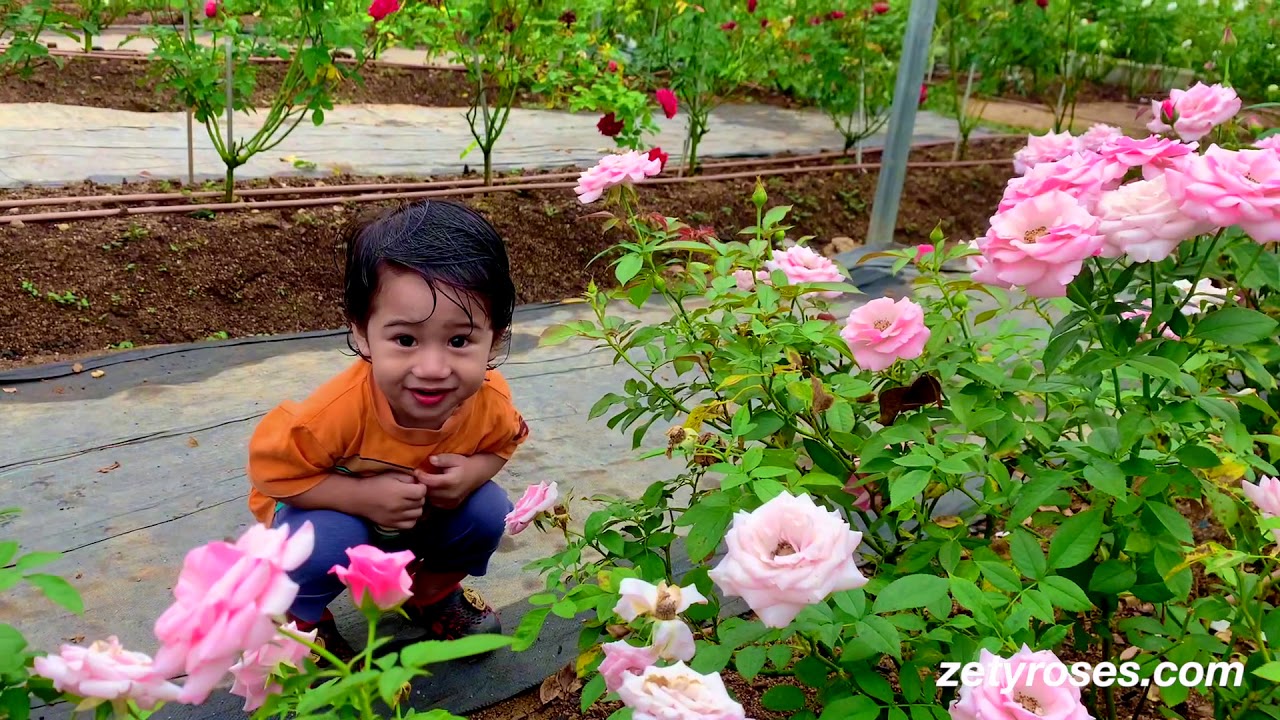 Taman Zety Roses, Terengganu (Malaysia Rose Garden) - YouTube