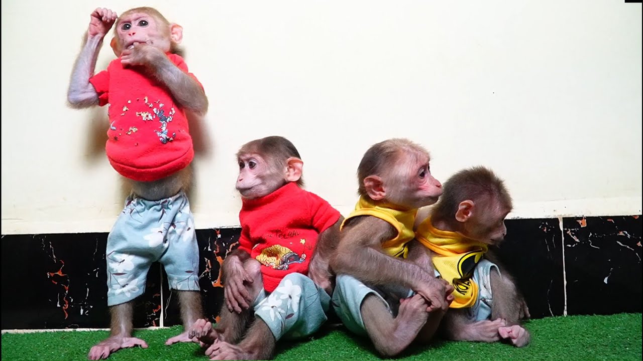 Finished Mum Ploy Rise up Your Hand Take Me Please All Baby Monkey Need ...