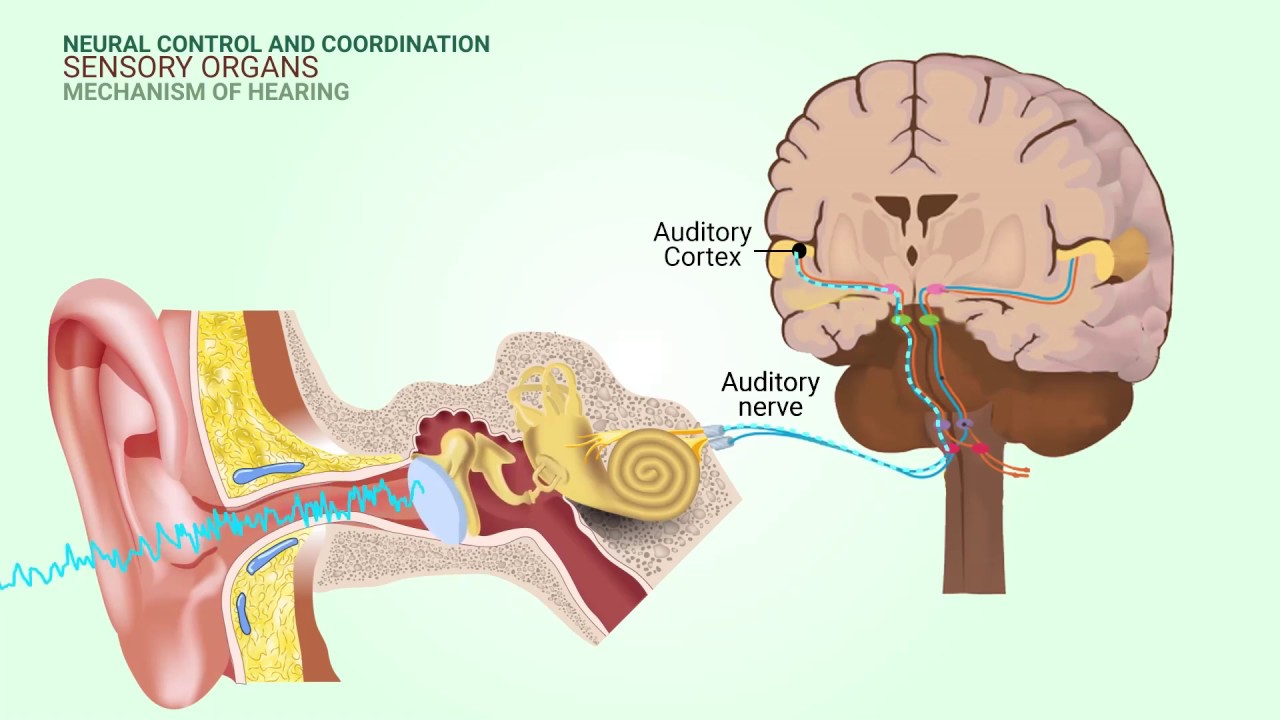 Mechanism of Hearing | Biology | CBSE | NCERT | NEET| Class 12 learning ...