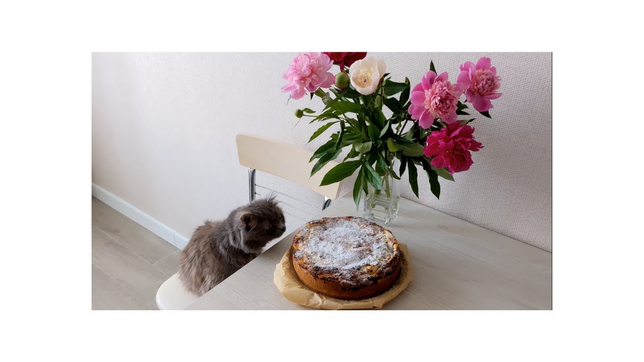 "Whisking Up a Homemade Cheesecake for Our Beloved Cat: A Feline ...