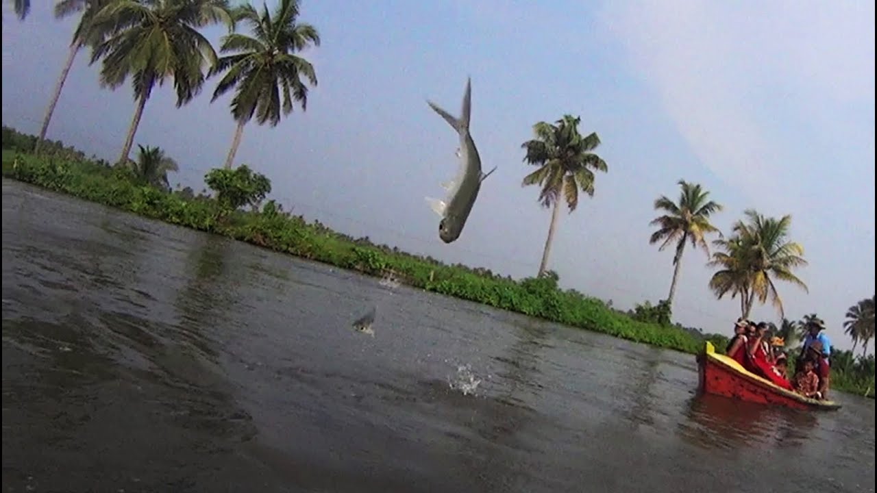 Flying Fishes at Malippuram Aqua Tourism Speed boating arena, Kerala ...