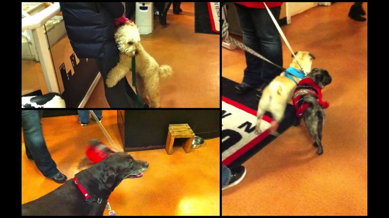 Yappy Howlidays Party 2011 - Downtown Dog Lounge 2-Display.m4v - YouTube
