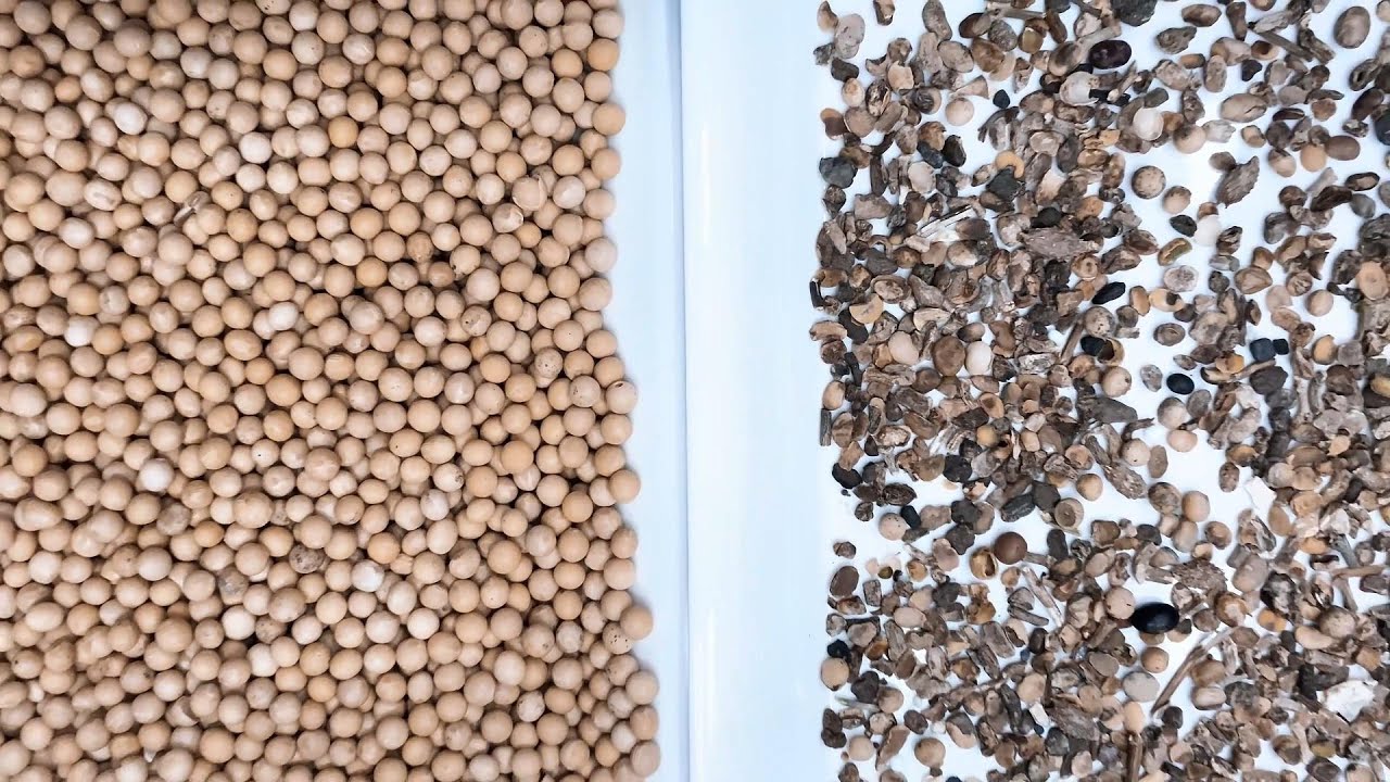 TAIHO Intelligent Soybean Sorting Solution Color Sorter Machine - YouTube