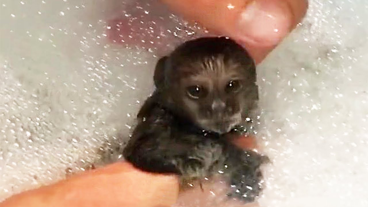 Baby Monkey Taking A Bath | Funny Monkey | Cute Pets | Try Not To Laugh ...