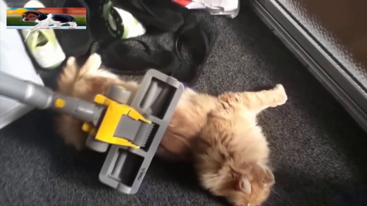 the best funny cat #1 so cute cat - YouTube