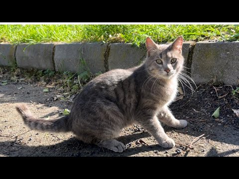 Cat lovers feed cats on the street, and crows come to grab the cat food ...