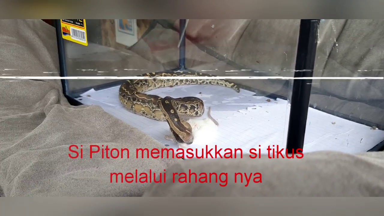 Memberi Makan Ular Piton - YouTube