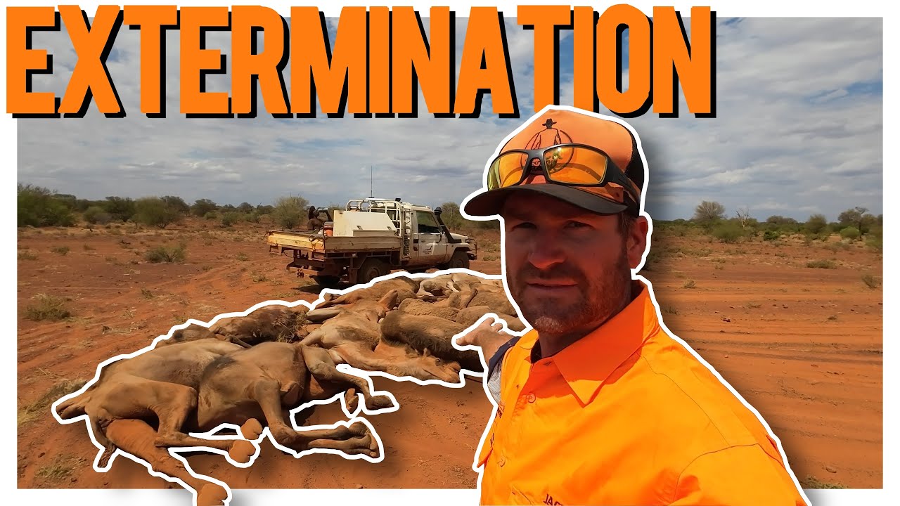 Camel Encounter Chaos: Water Point Woes in the Outback - YouTube