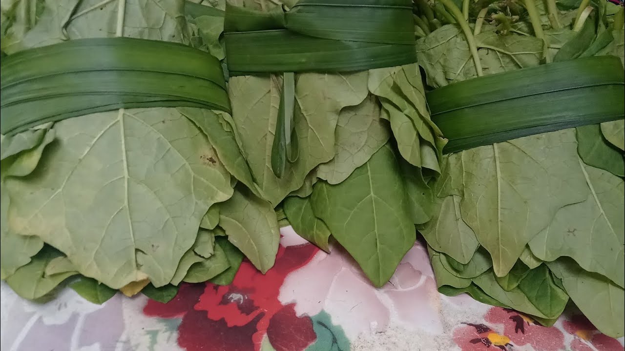 Garden Egg Leaves:The Natural Blood Tonic-Unlock The Power Of Nature's ...