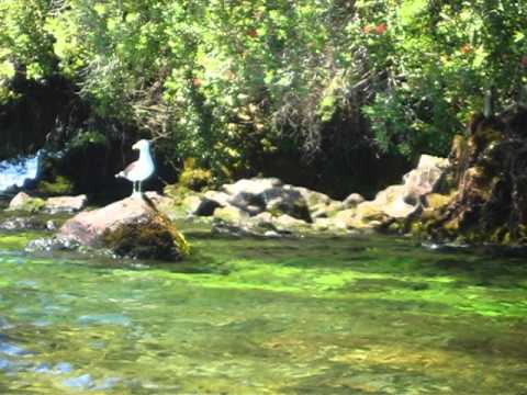 Birds Resting on Rock & Flying Away - Motutaiko Island, Lake Taupo ...