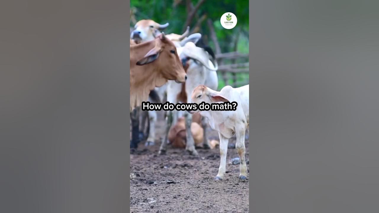 How do cows do math? 🐄 #iladofarm #agriculture #farming #cow # ...
