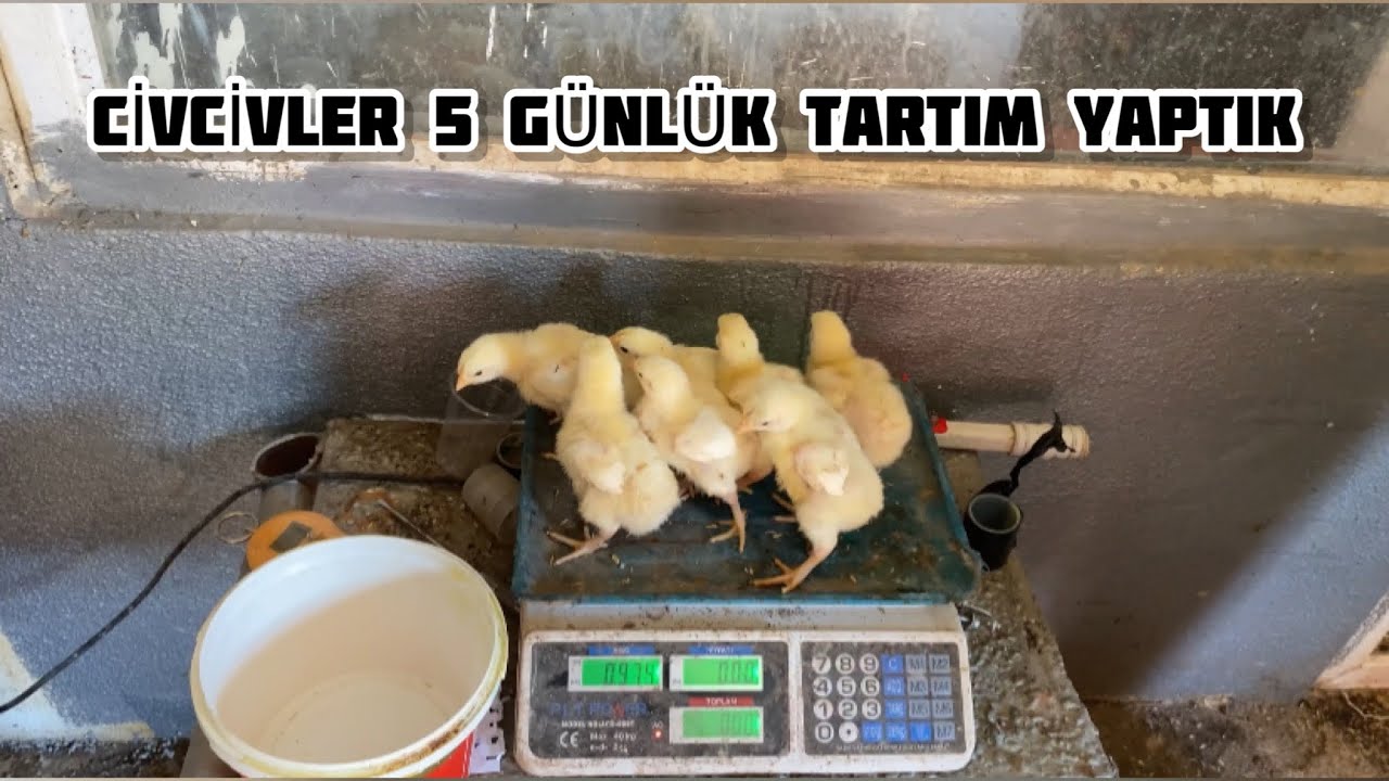 TAVUK ÇİFTLİĞİ ~ CİVCİVLER 5 GÜNLÜK - YouTube